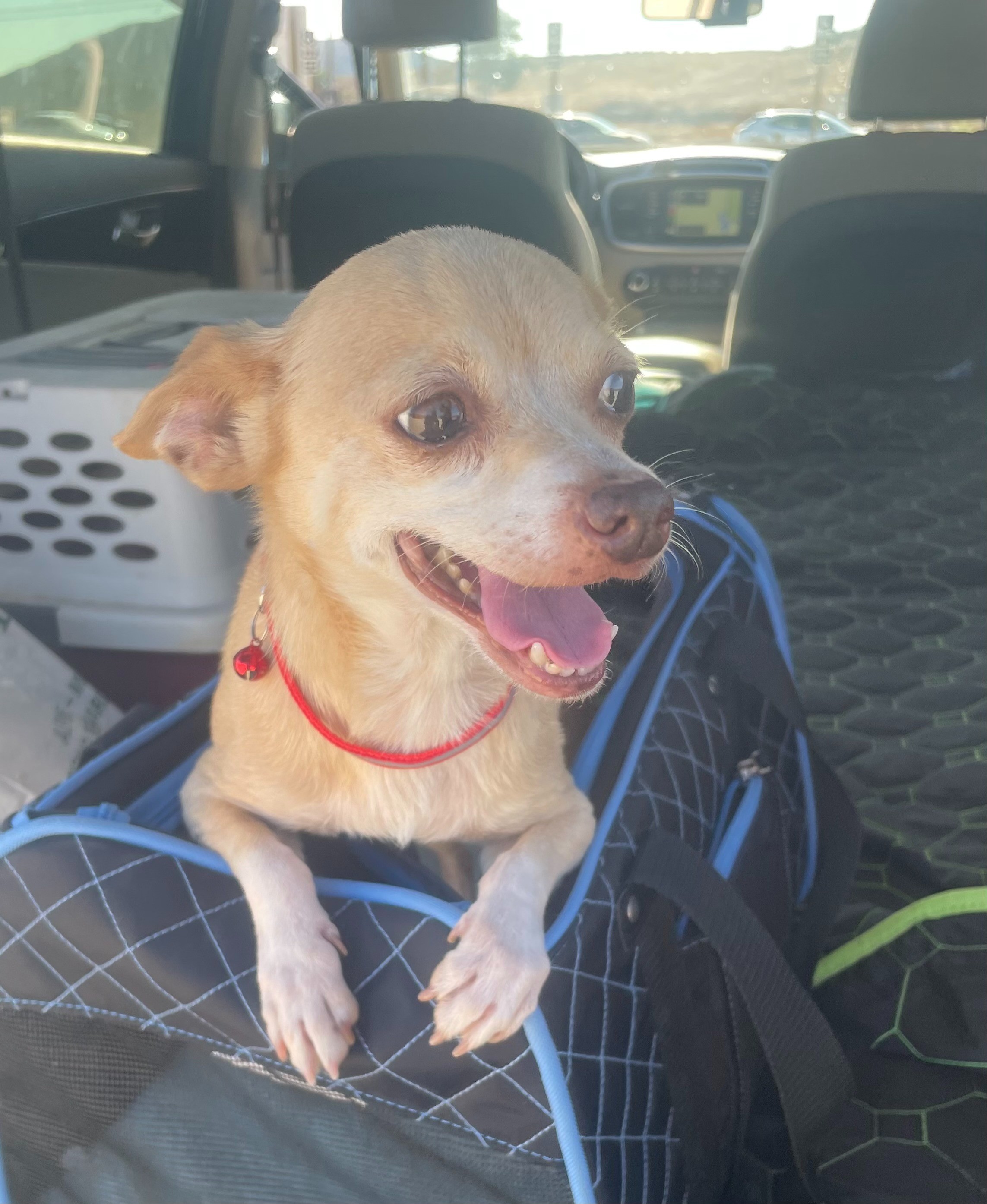 Adoptable Dogs